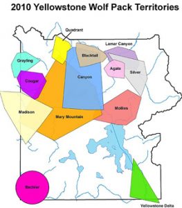 Wolf pack territories in Grand Teton and Yellowstone National Parks and ...