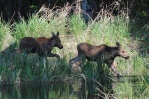 Rocky Mountain mammal size comparisons – Mary Donahue