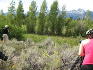 Safe distances from wildlife – Mary Donahue