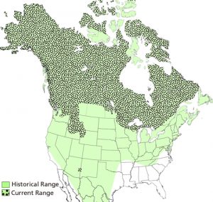 Wolf pack territories in Grand Teton and Yellowstone National Parks and ...