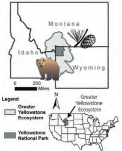 Wolf pack territories in Grand Teton and Yellowstone National Parks and ...