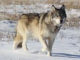 Wolf pack territories in Grand Teton and Yellowstone National Parks and ...