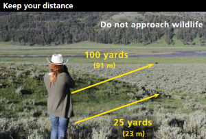 Safe distances from wildlife – Mary Donahue