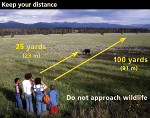 Safe distances from wildlife – Mary Donahue