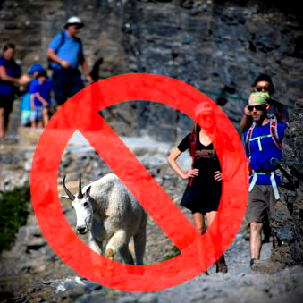 NPS photo Observe wildlife from a distance. Stay at least 25 yards from ...